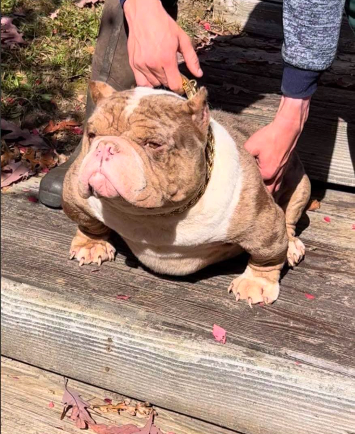 BullyPedex