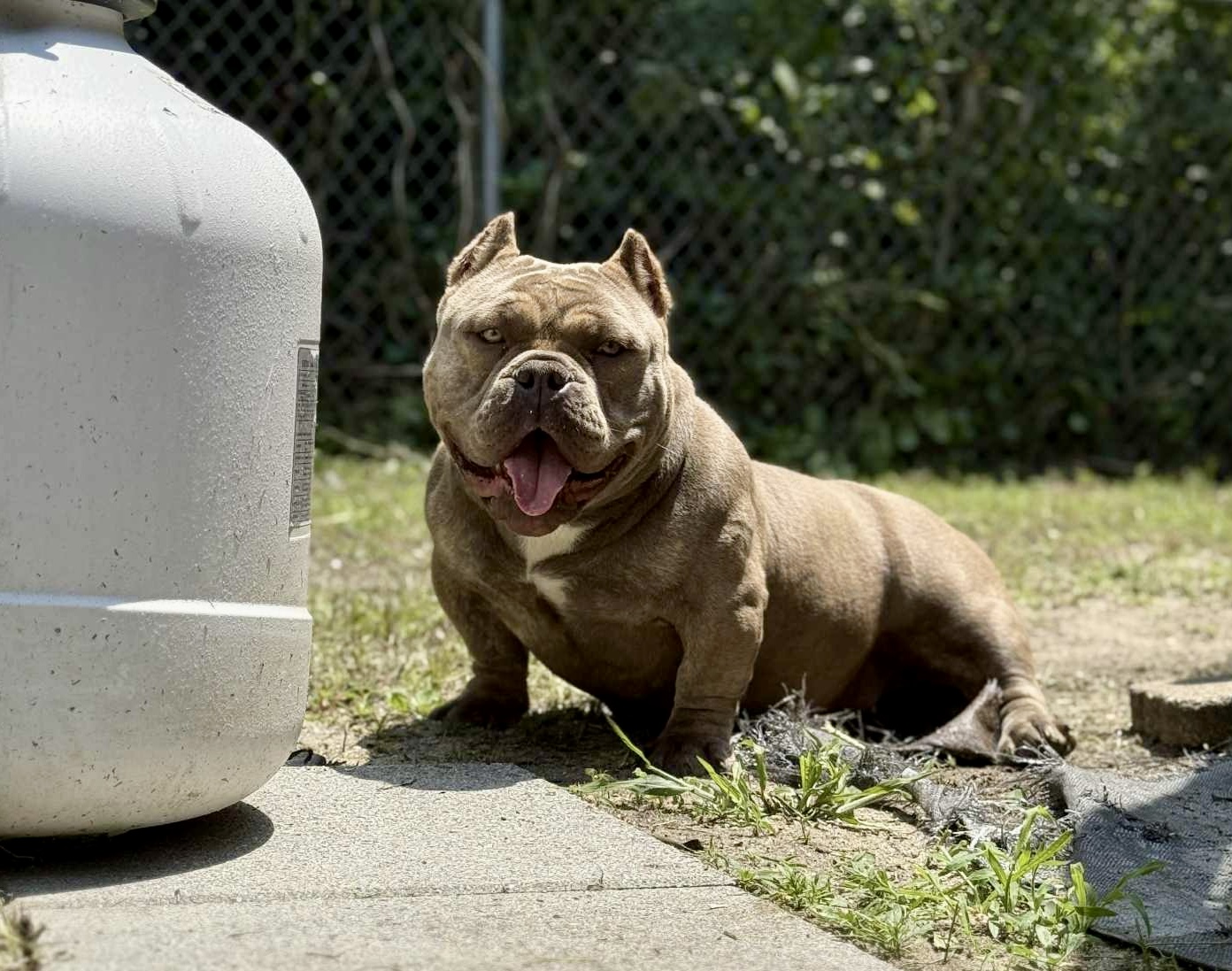 Bully Pedex