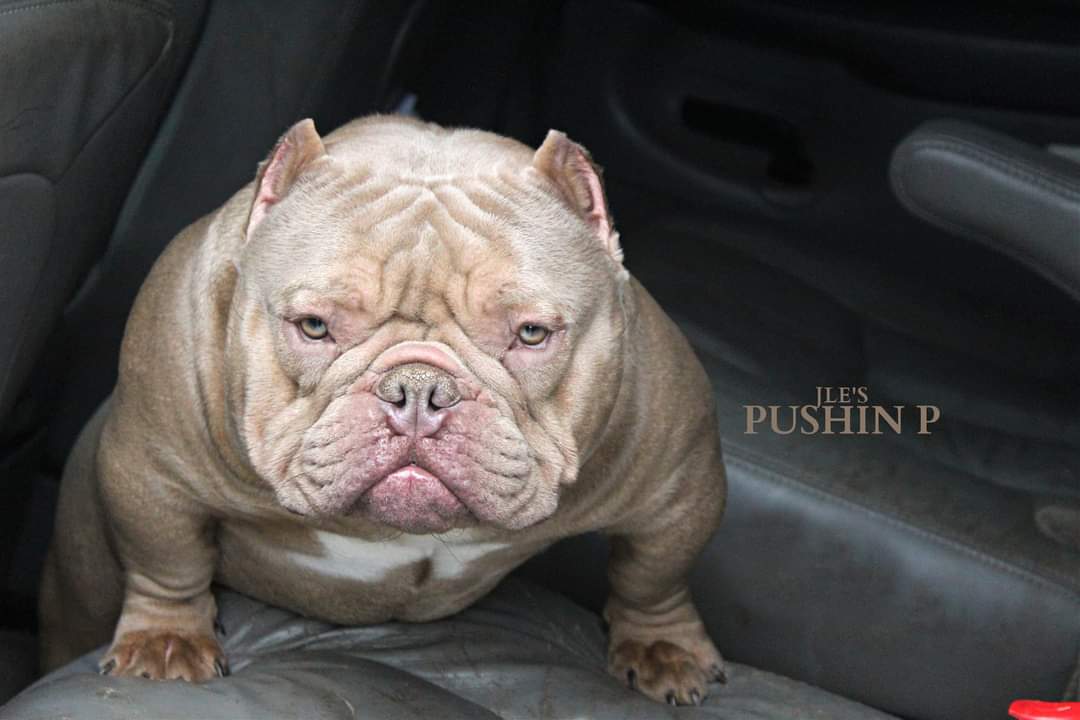 Bully Pedex