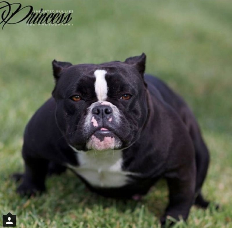 Bully Pedex