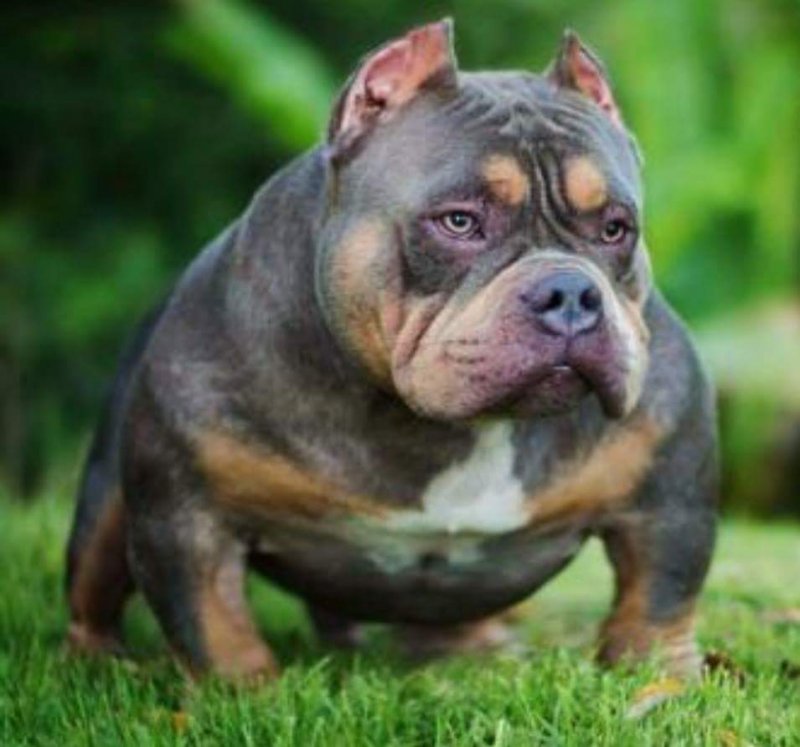 Bully Pedex