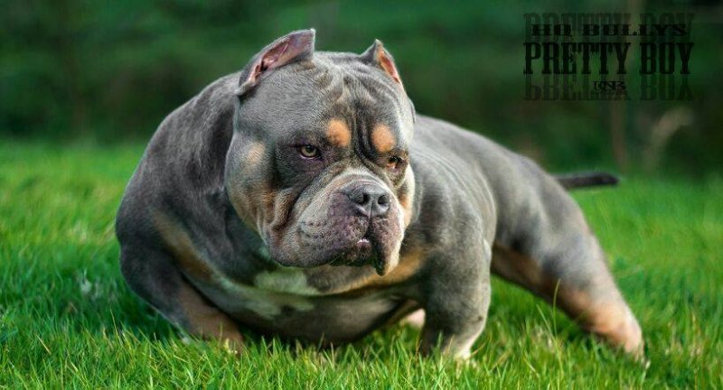 Bully Pedex