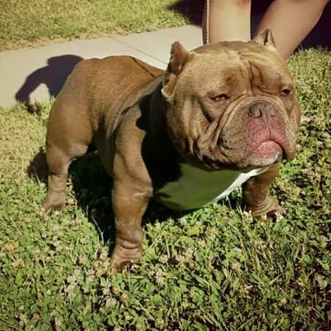 Bully Pedex
