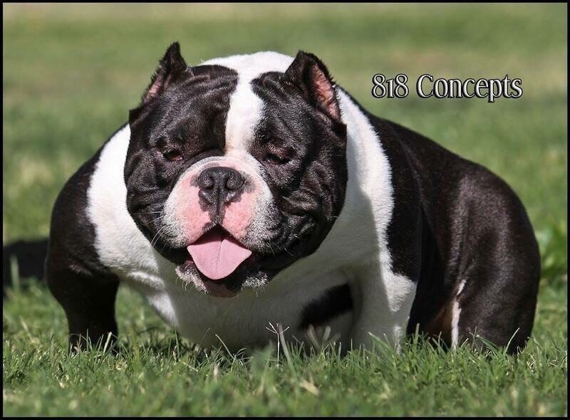 Bully Pedex