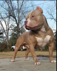 Bully Pedex