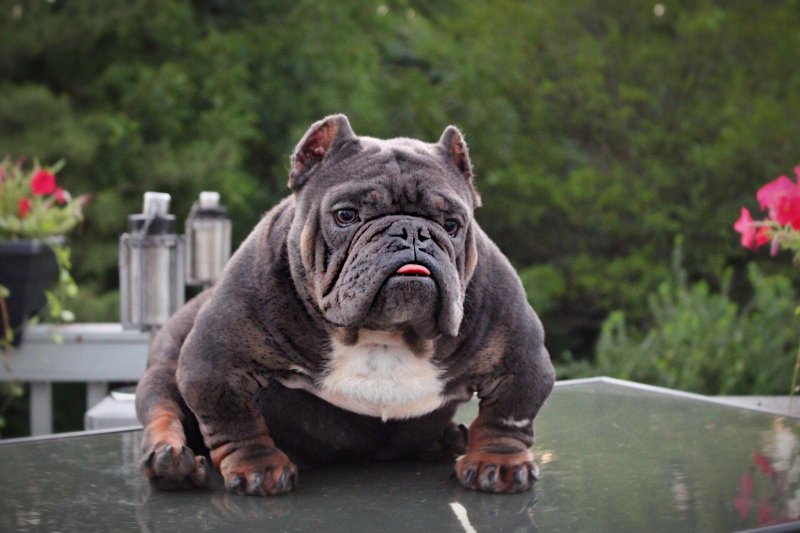 Bully Pedex