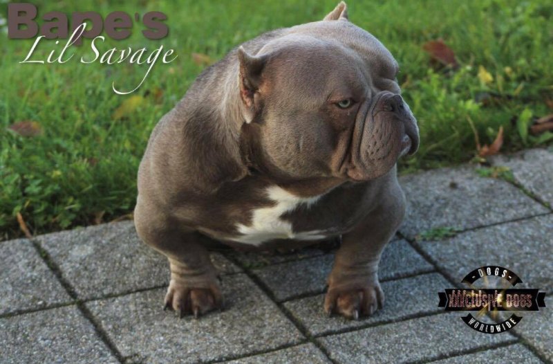 Bully Pedex