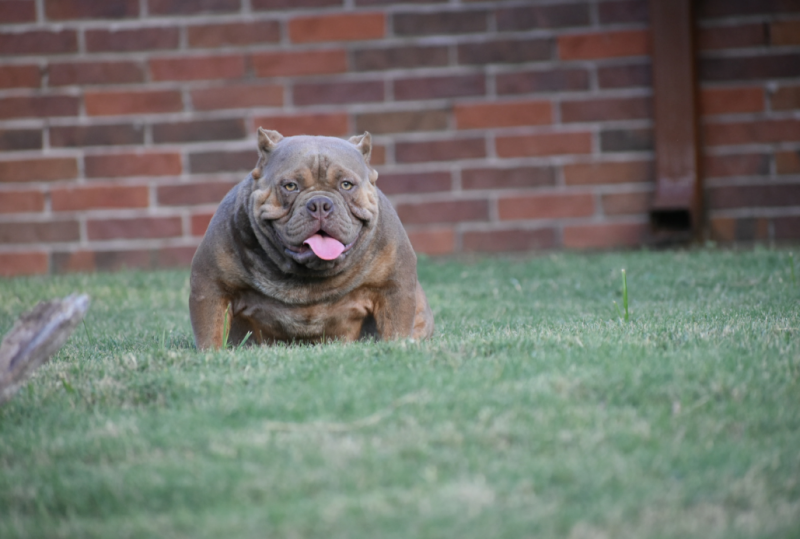 Bully Pedex