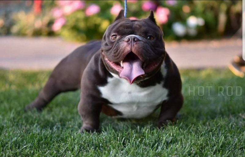Bully Pedex