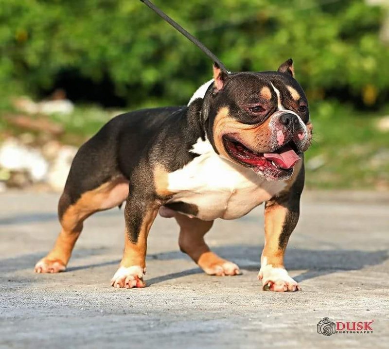 Bully Pedex
