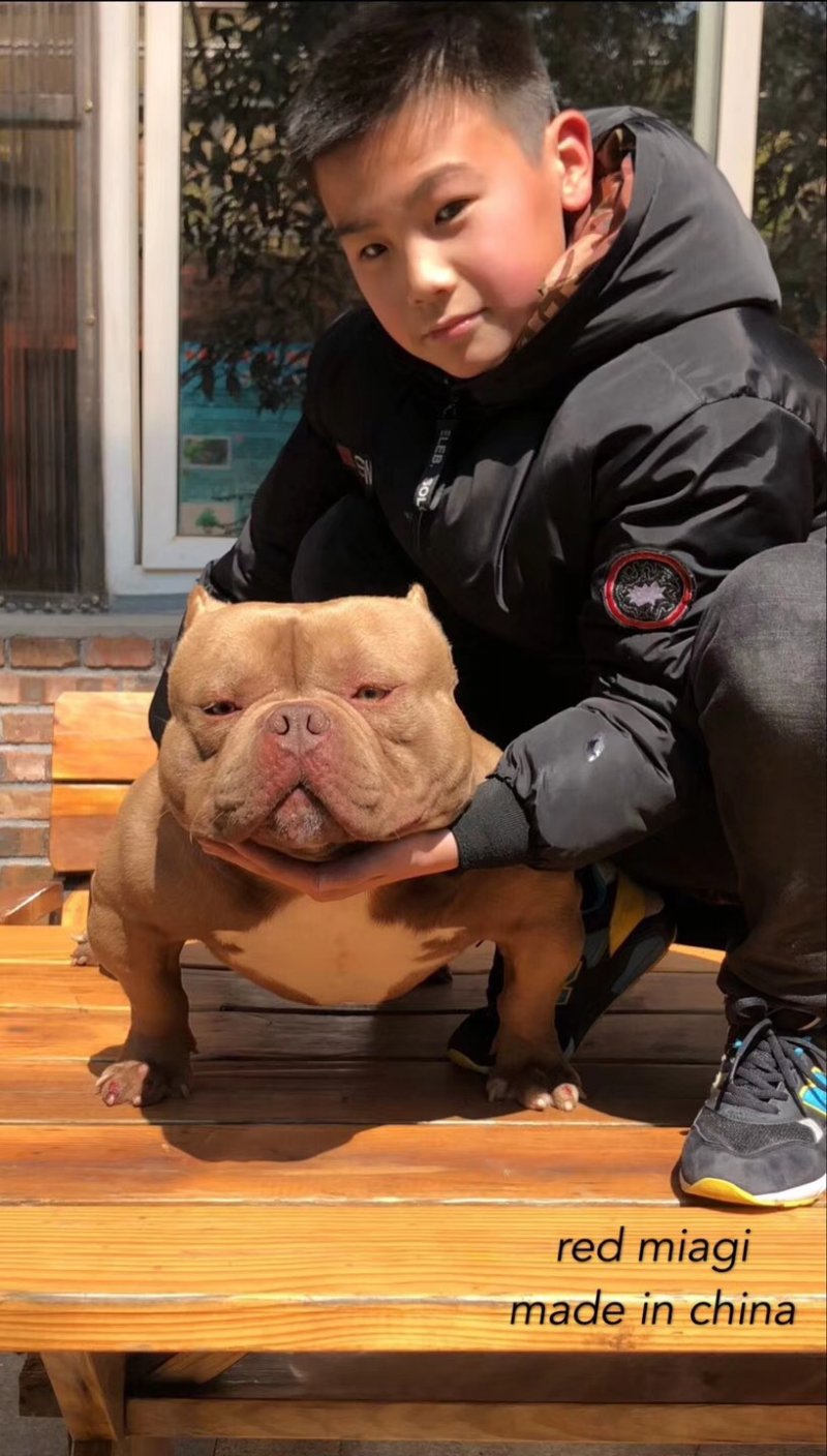 Bully Pedex