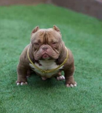 Bully Pedex
