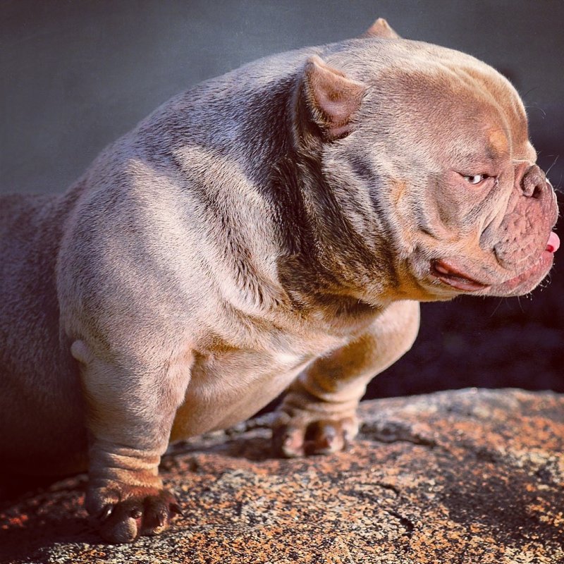 Bully Pedex