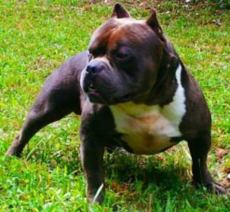 Bully Pedex