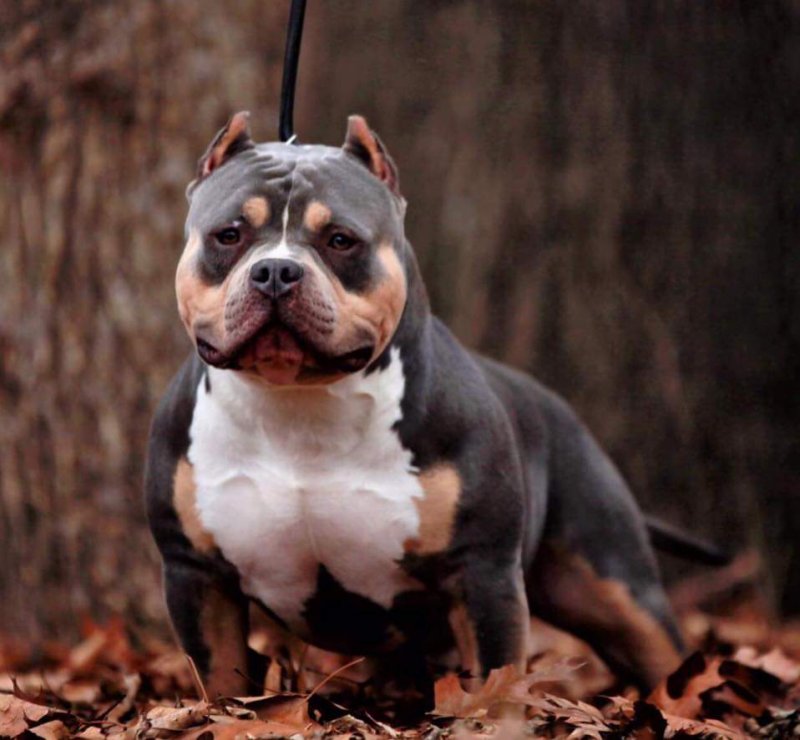 Bully Pedex