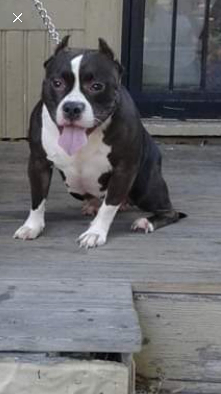 Bully Pedex