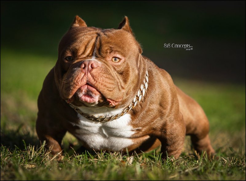 Bully Pedex