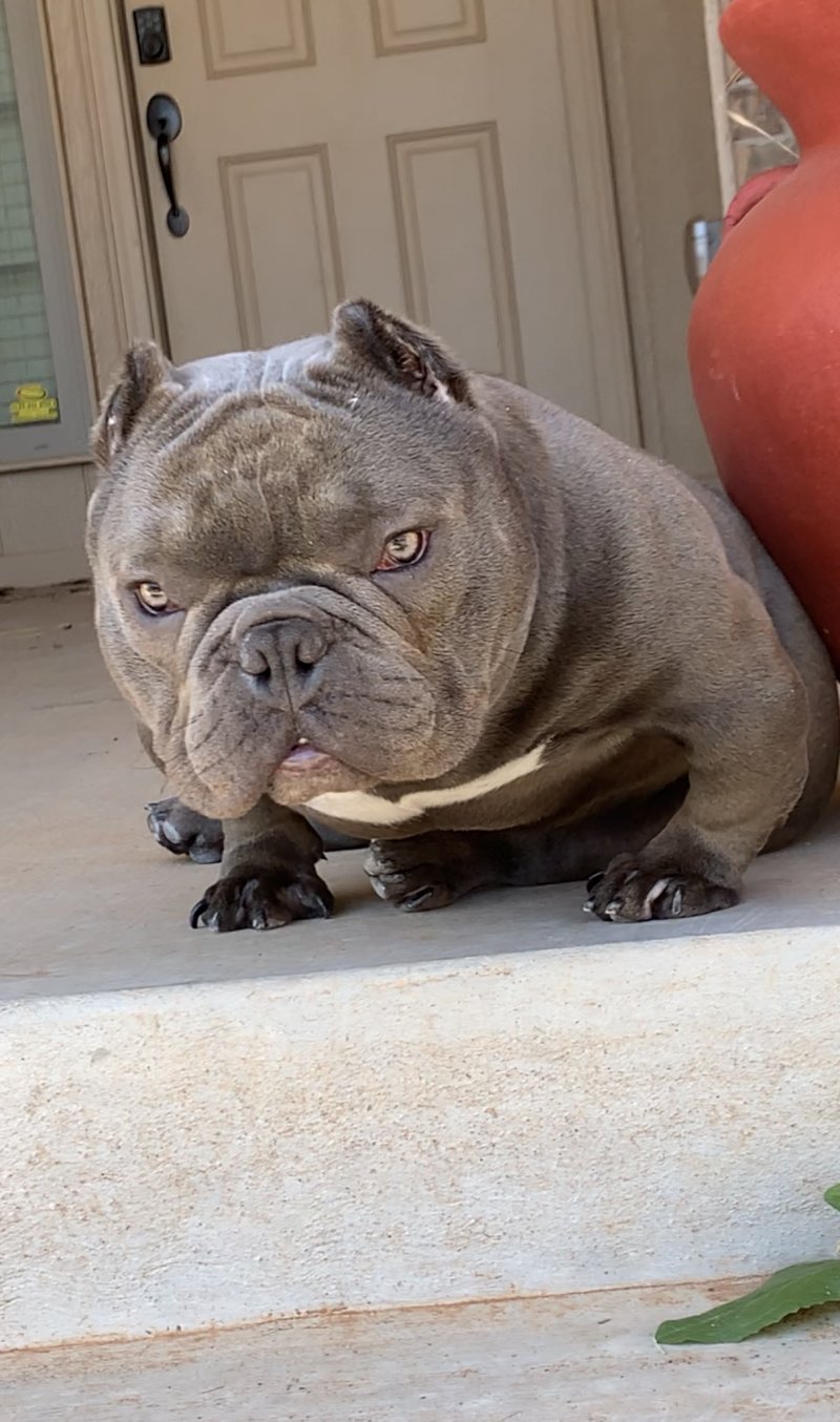 Bully Pedex