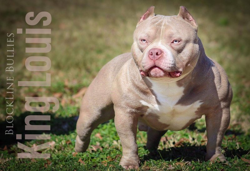 Bully Pedex