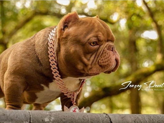 Bully Pedex