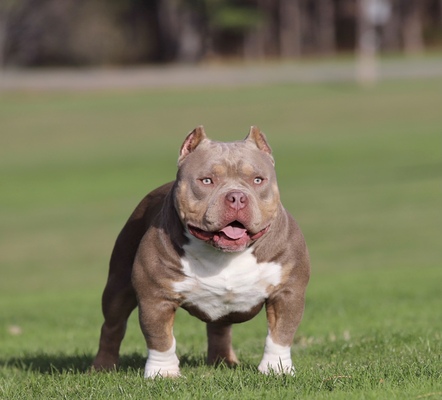 Bully Pedex