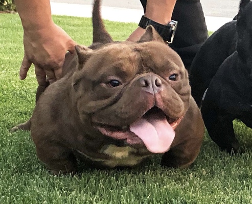 Bully Pedex