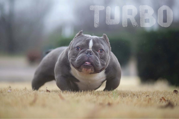 Bully Pedex