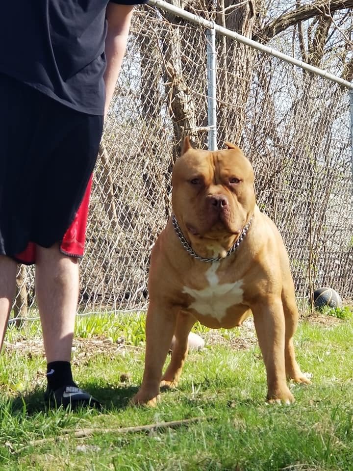 BullyPedex