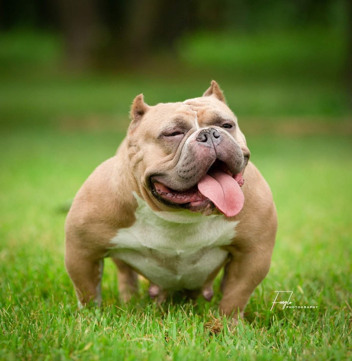 Bully Pedex