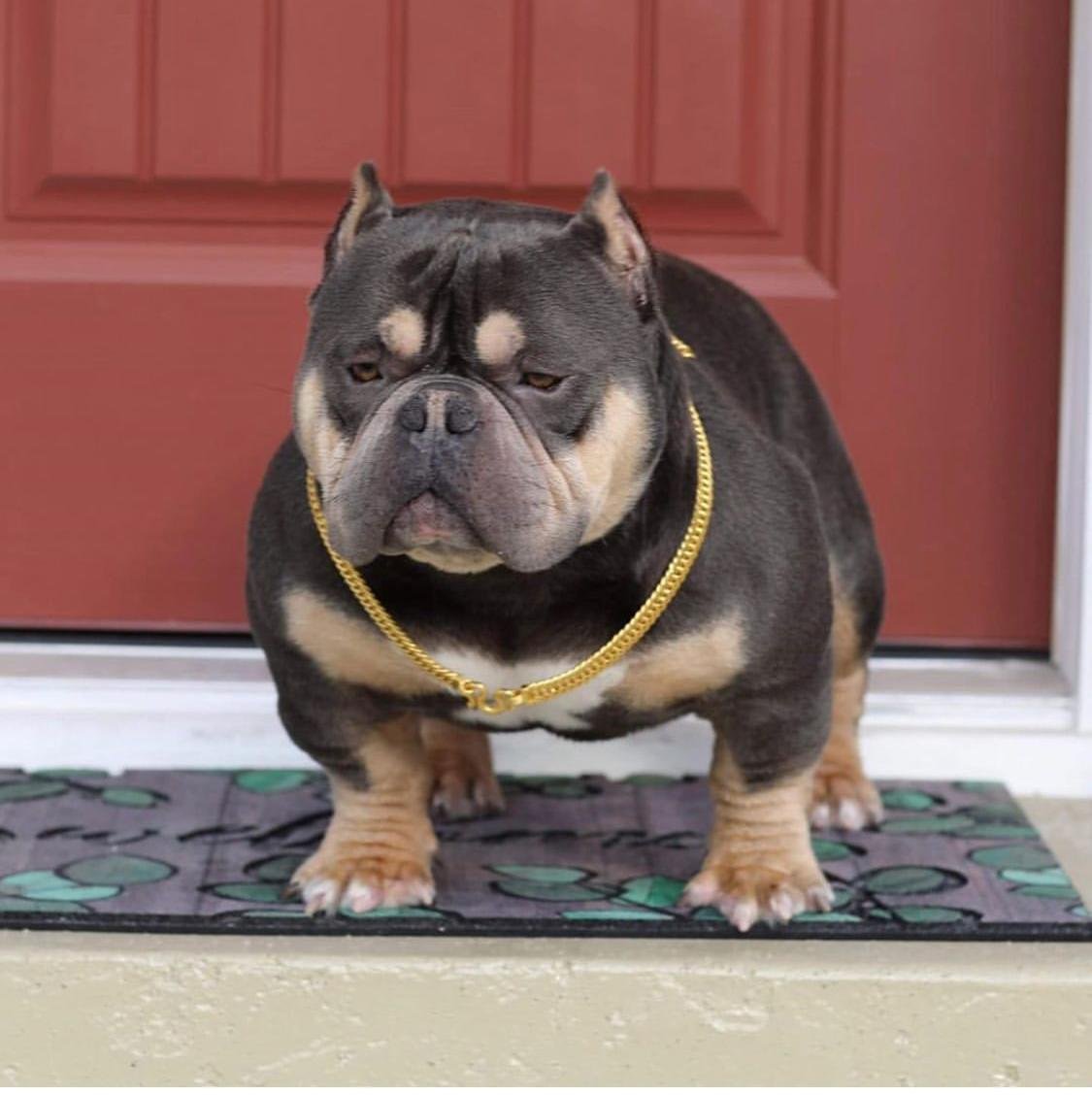 Bully Pedex