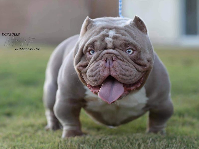 Bully Pedex