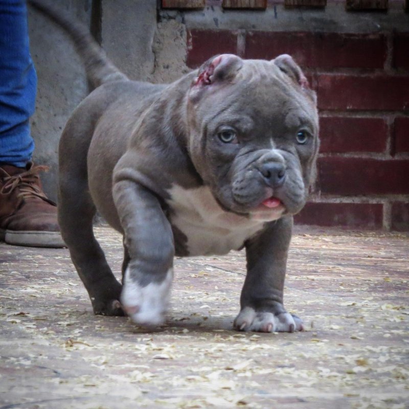 Bully Pedex