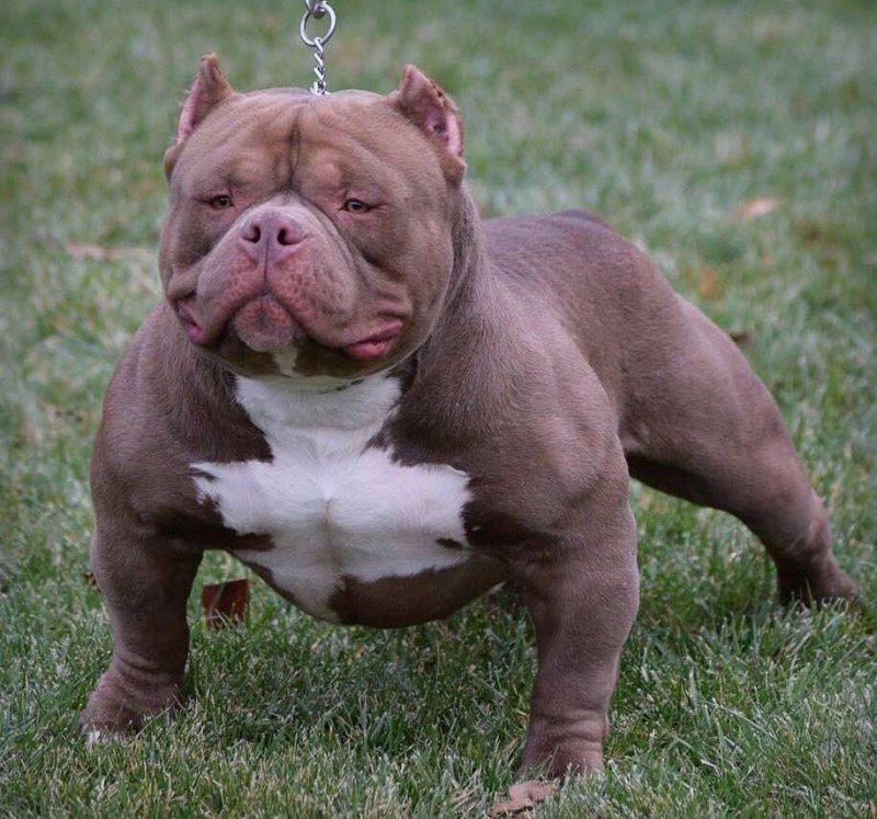 Bully Pedex