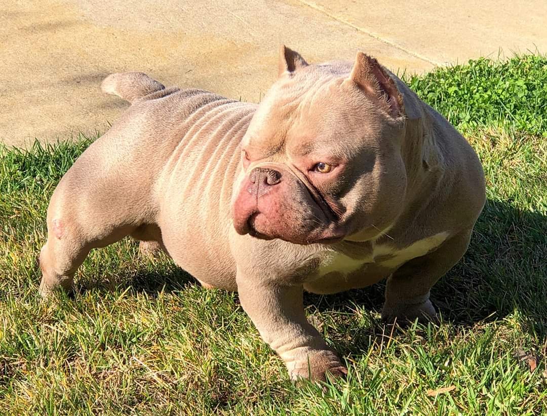 Bully Pedex